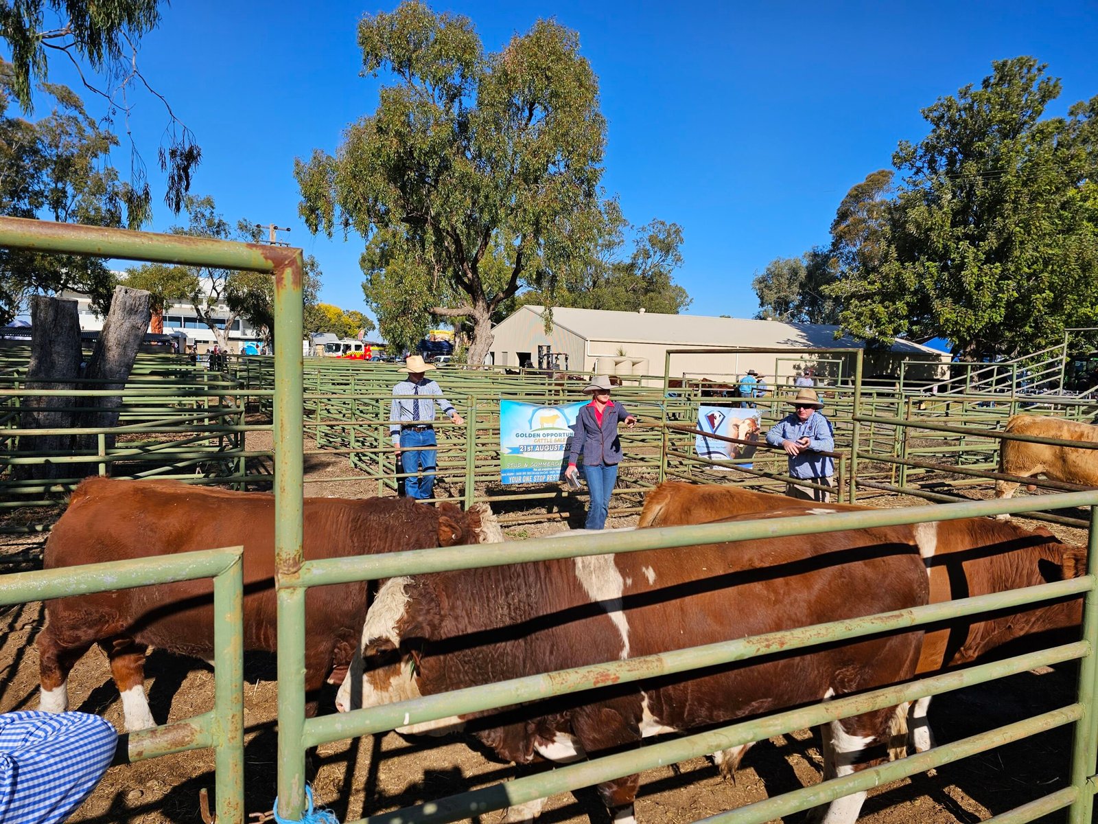 Golden Opportunity Sale Bulls Shine at the Warren Cattle Show ...